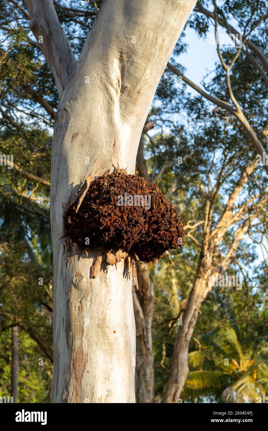 Nid de termites sur un arbre Banque de photographies et d’images à ...