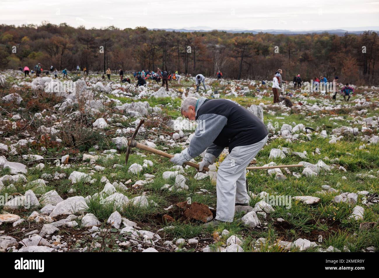 Un volontaire creuse un trou dans le sol rocailleux avant de planter un ...