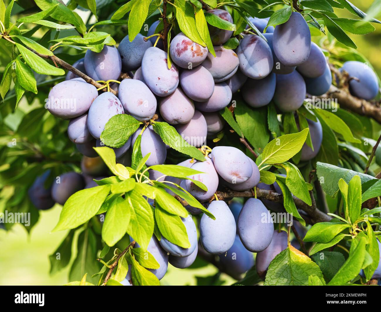 Prunier mûr (Prunus domestica) sur la branche de l'arbre. Bouquet de ...