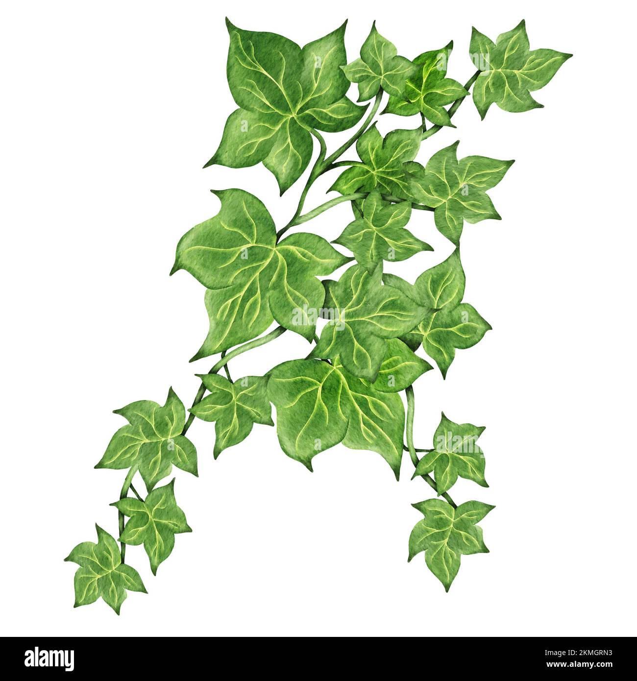 Lierre grimpant dessin Banque de photographies et d’images à haute ...