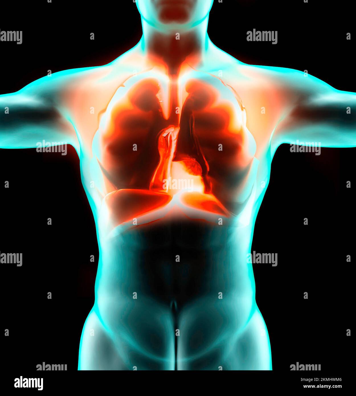 Anatomie humaine, problèmes avec le système respiratoire, poumons ...