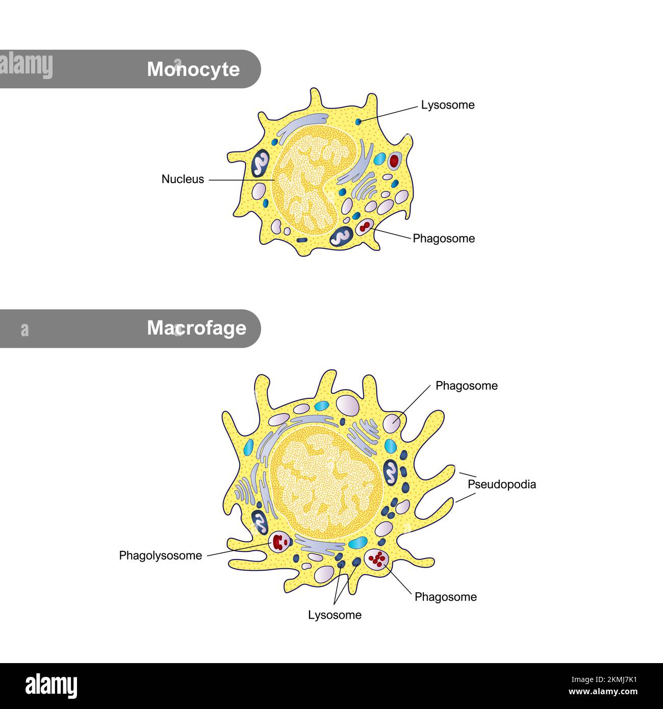 Lymphocyte et macrophage microscope Banque de photographies et d’images ...
