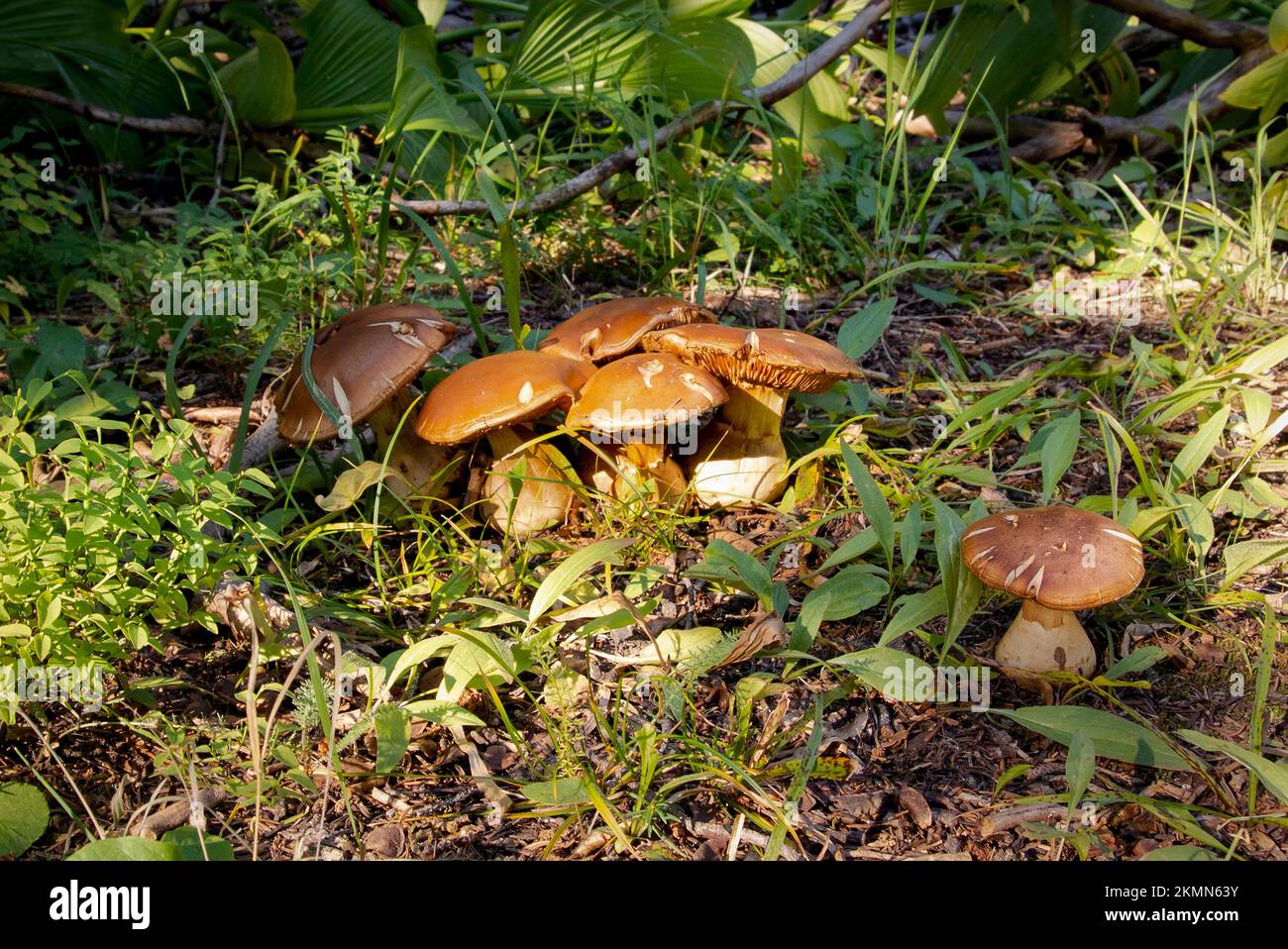 Cortinarius montanus Banque de photographies et d’images à haute ...