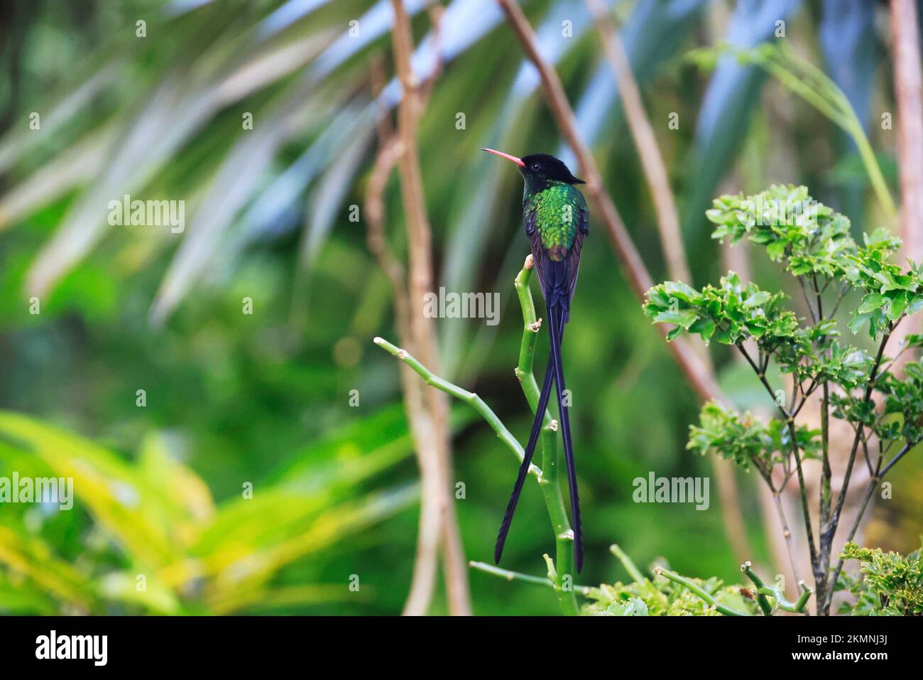 A Doctor Bird ou Wimpelschwanz (Trochilus polytmus), Hummingbird, National Bird of Jamaica ...