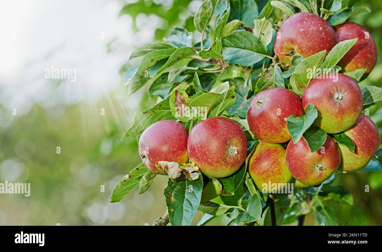 Découvrez la bonté des natures. Pommes rouges mûres sur un pommier dans ...