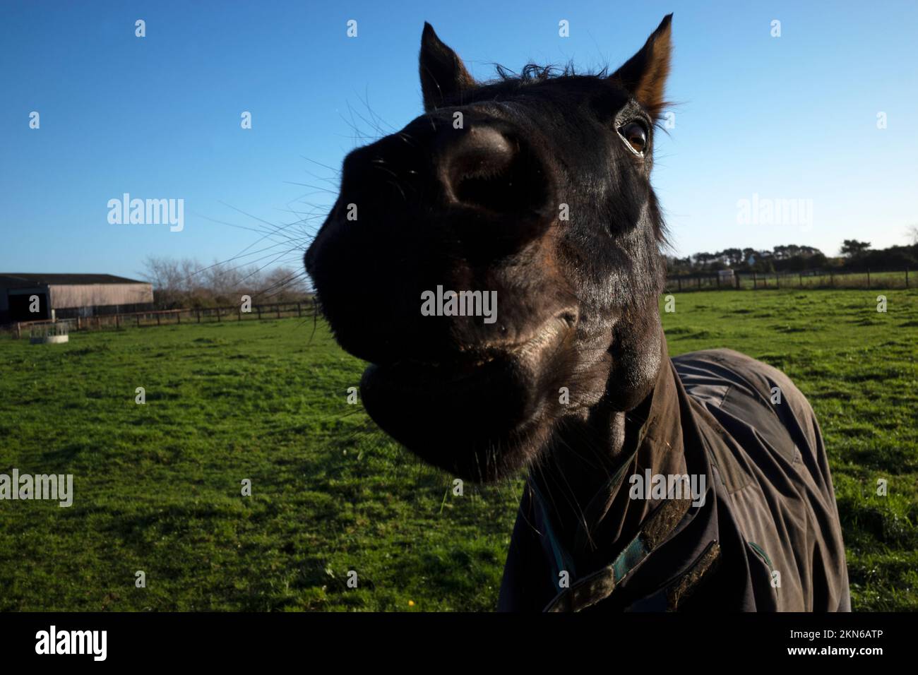 La bouche de chevaux gros plan Banque de photographies et d’images à ...