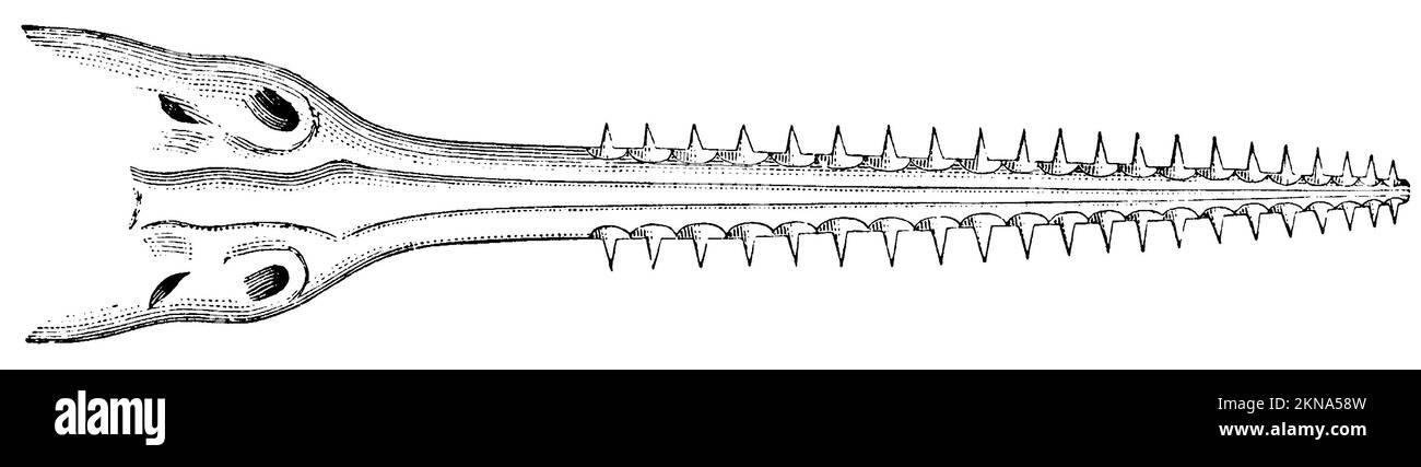 Scie à dents, crâne, Pristis pristis, anonym (livre de zoologie, 1894 ...