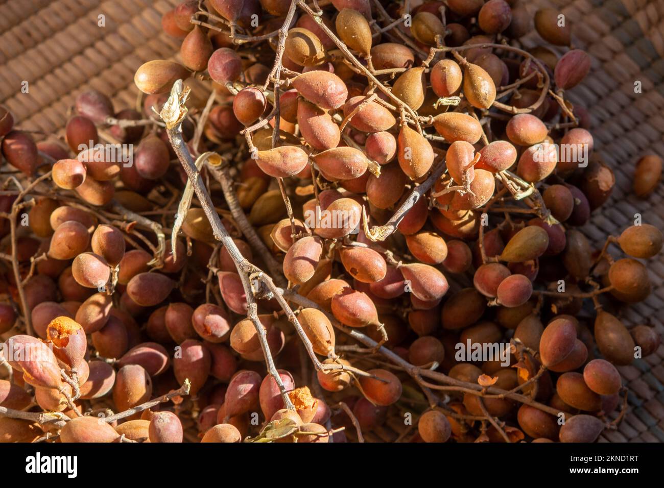 Dialium schlechteri Banque de photographies et d’images à haute ...