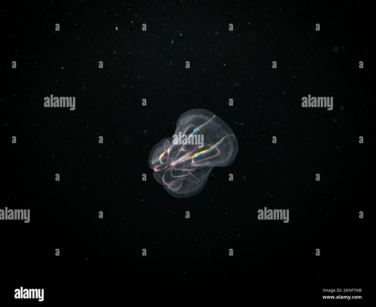 Mnemiopsis leidyi, la gelée de peigne verrue ou le noyer de mer avec ...