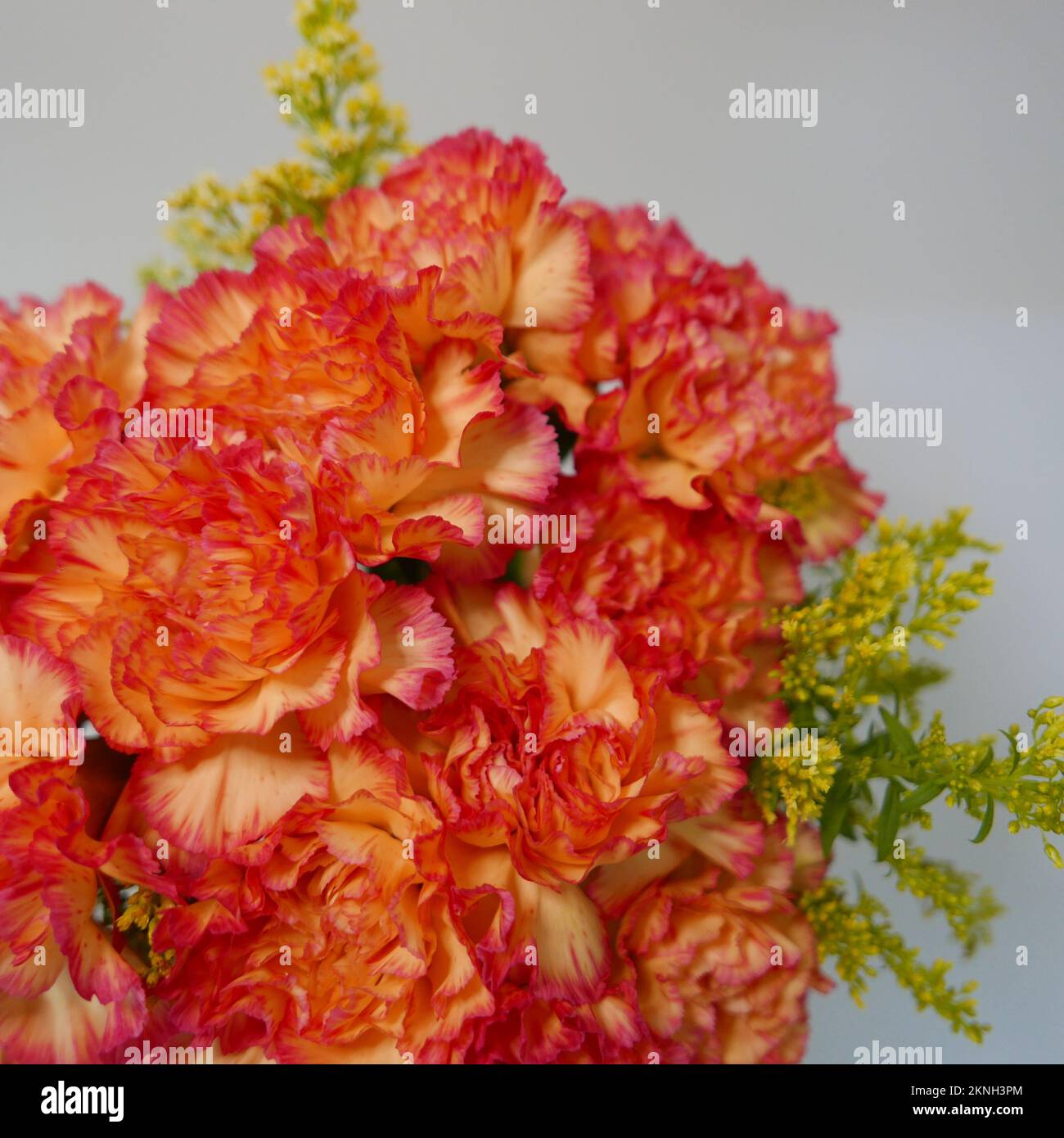 Dianthus caryophyllus clove pink flowers Banque de photographies et d ...