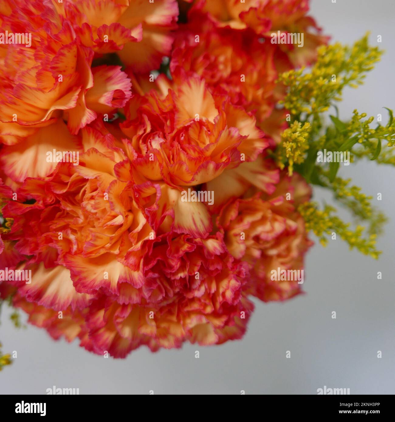 Dianthus caryophyllus clove pink flowers Banque de photographies et d ...