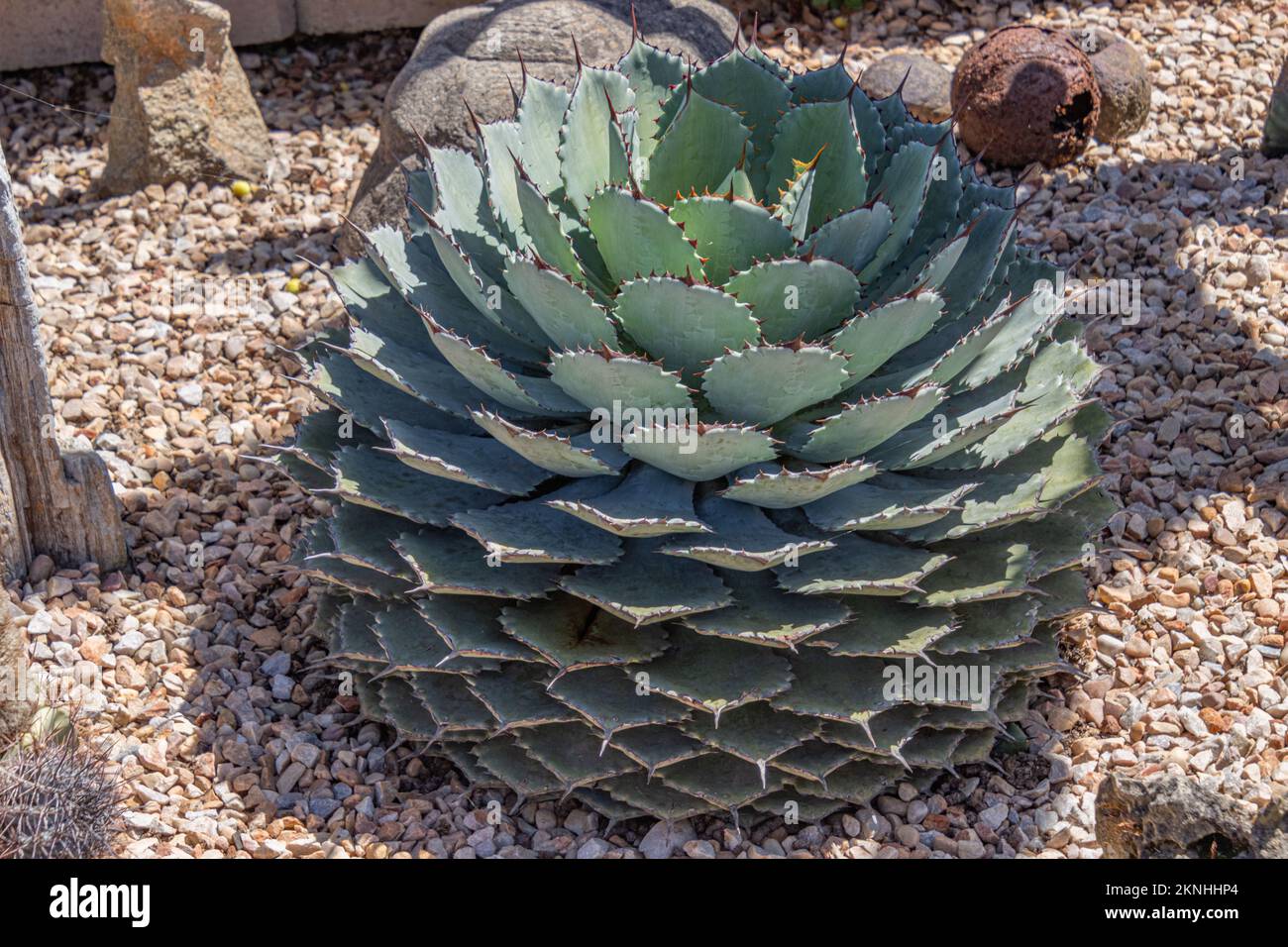 Agave family Banque de photographies et d’images à haute résolution - Alamy