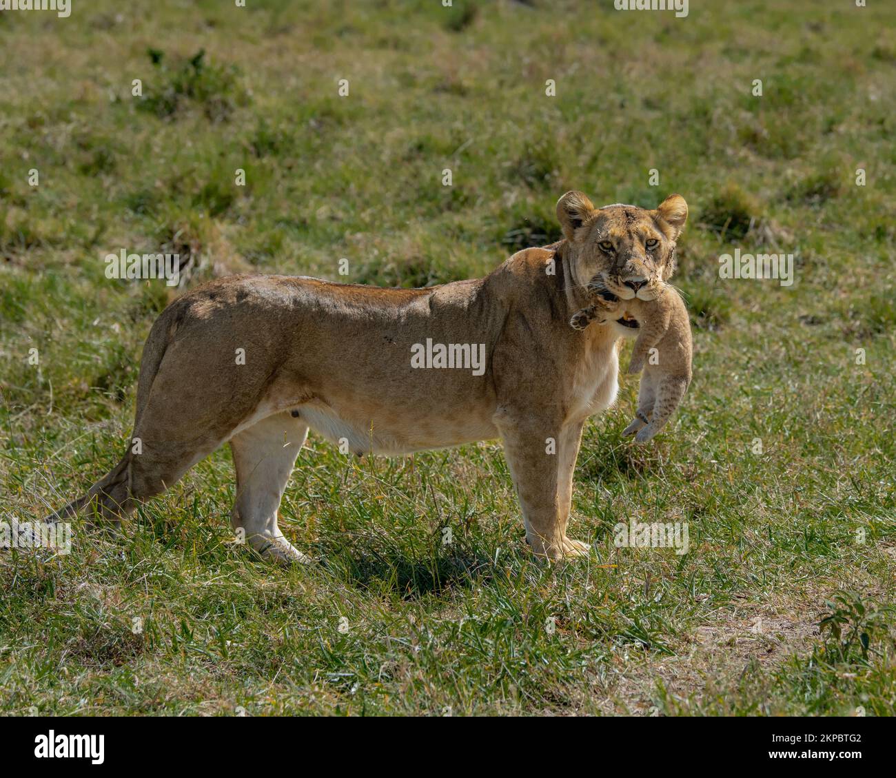 CES IMAGES ÉTONNANTES CLIQUÉES à la réserve nationale de Masai Mara ...