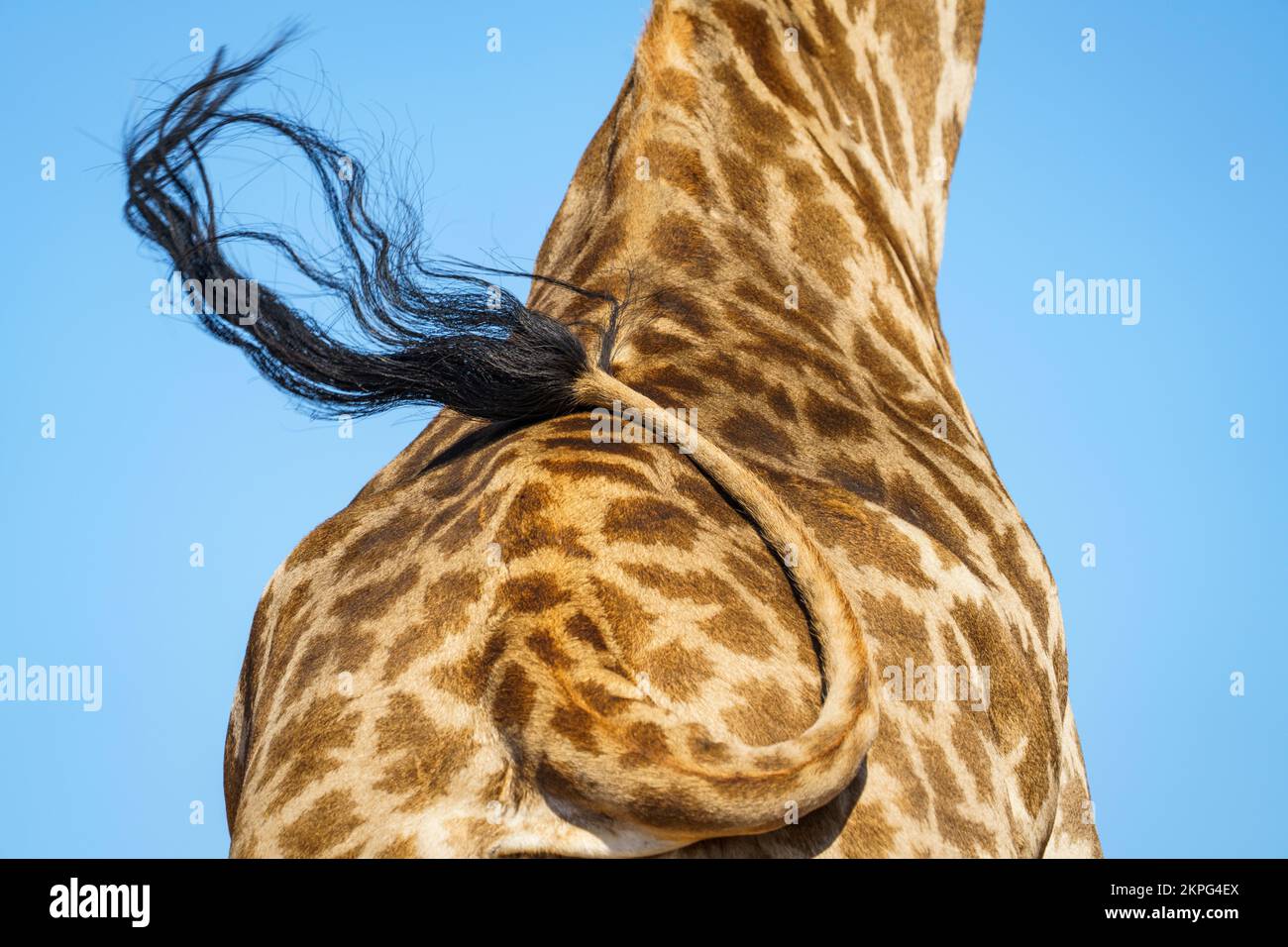 Coup de queue de girafe Banque de photographies et d’images à haute ...