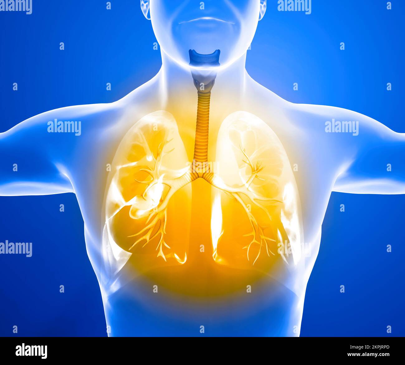 Lésions pulmonaires Banque de photographies et d’images à haute ...