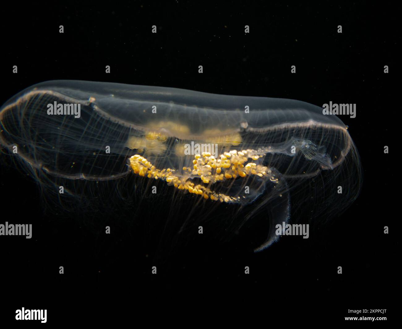 Une photo en gros plan d'un méduse de lune ou d'Aurelia aurita avec un ...