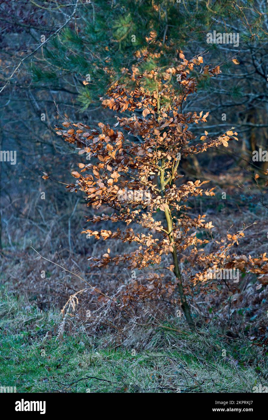 Le hêtre sautant en lumière dorée sur la zone de Cannock Chase d'une ...