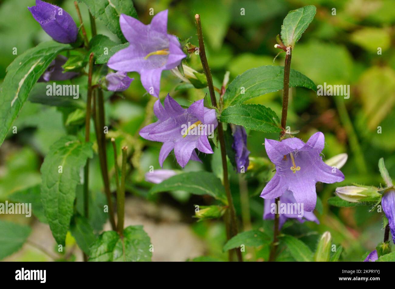 Fleurs en forme de clochette Banque de photographies et d’images à ...
