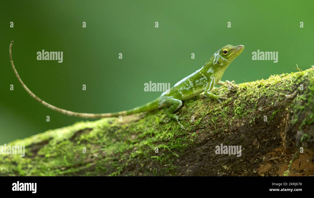 Arbre vert anole anolis biporcatus Banque de photographies et d’images ...