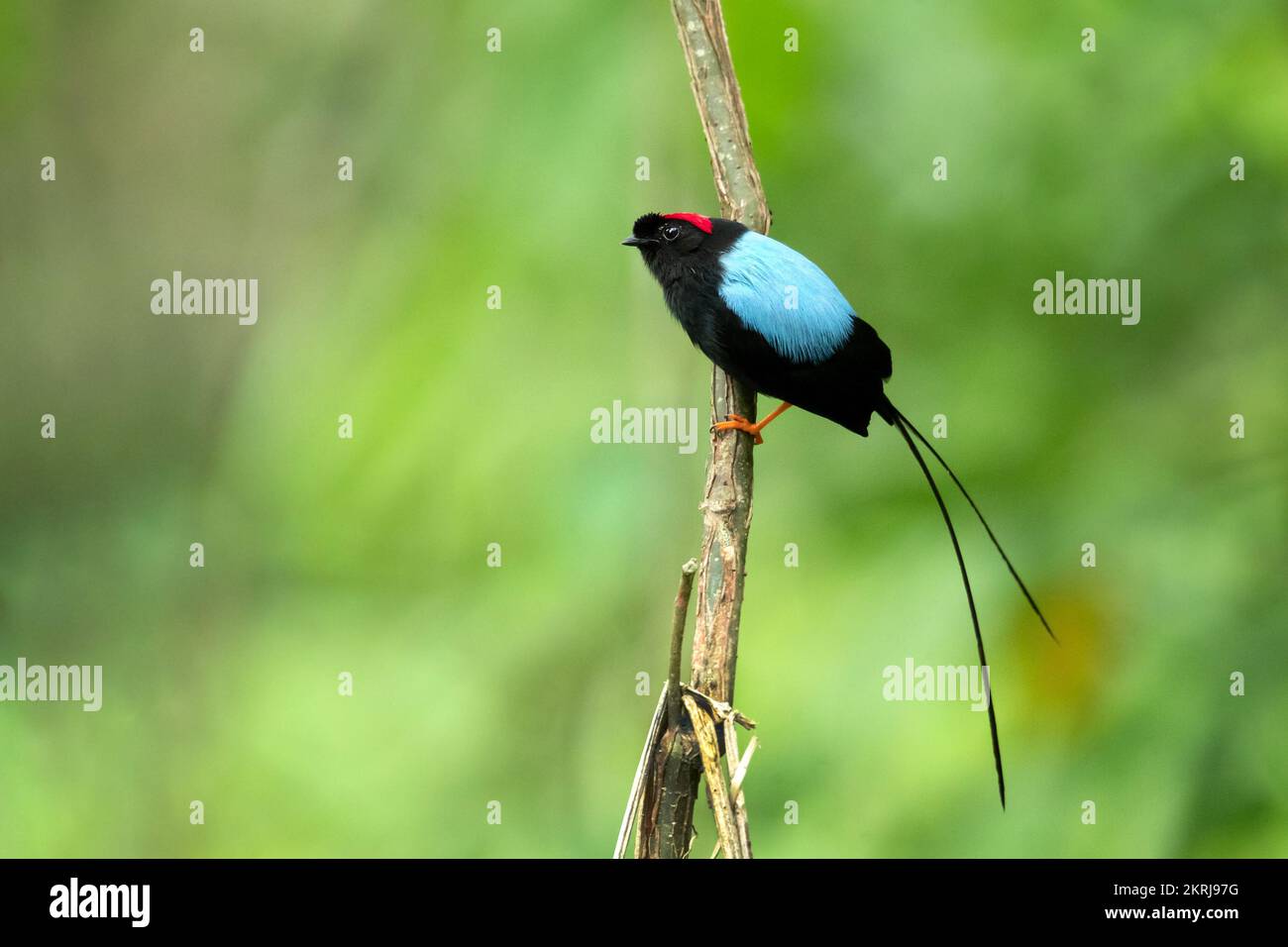 Manakin à longue queue Banque de photographies et d’images à haute ...