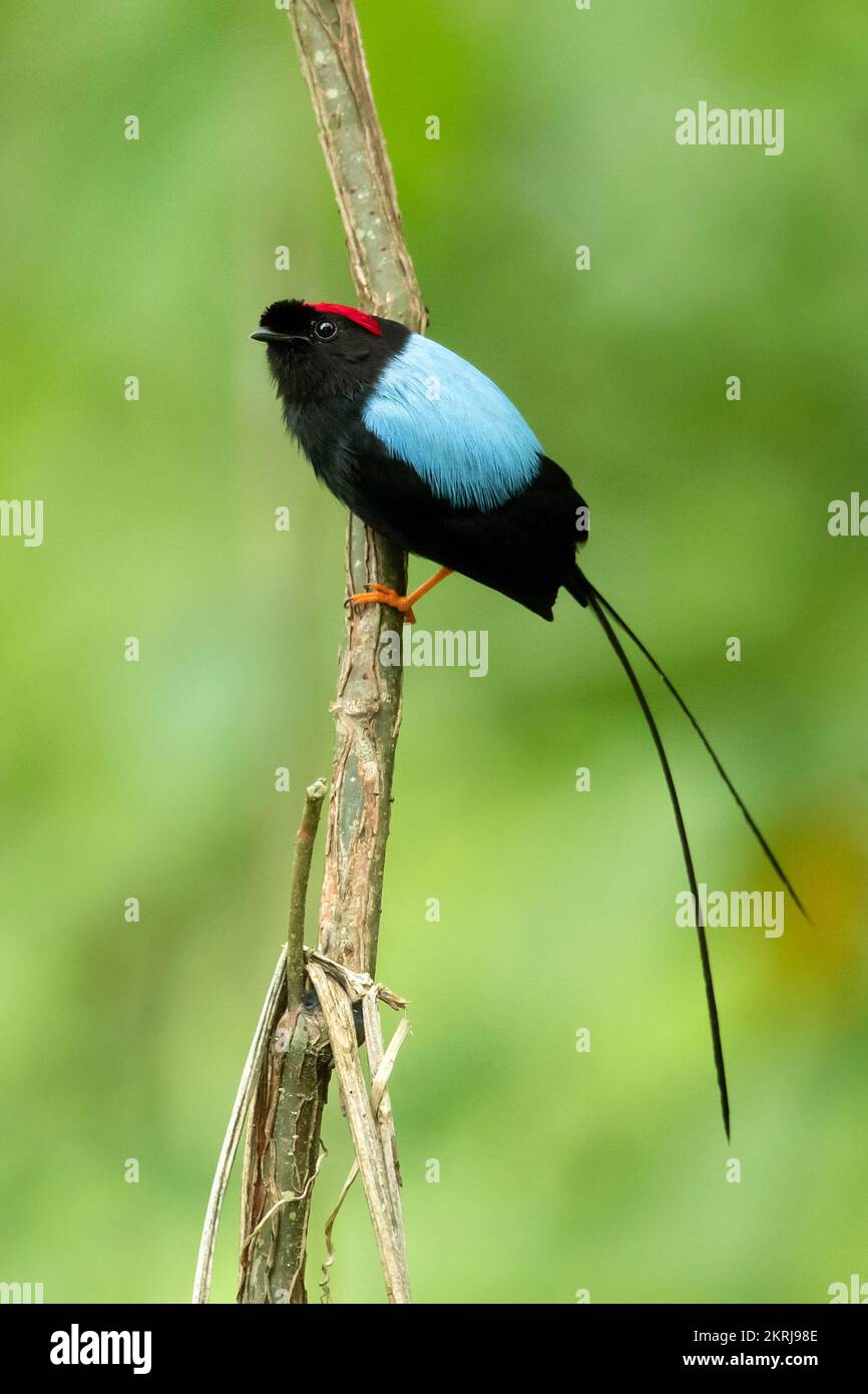 Manakin à longue queue Banque de photographies et d’images à haute résolution - Alamy
