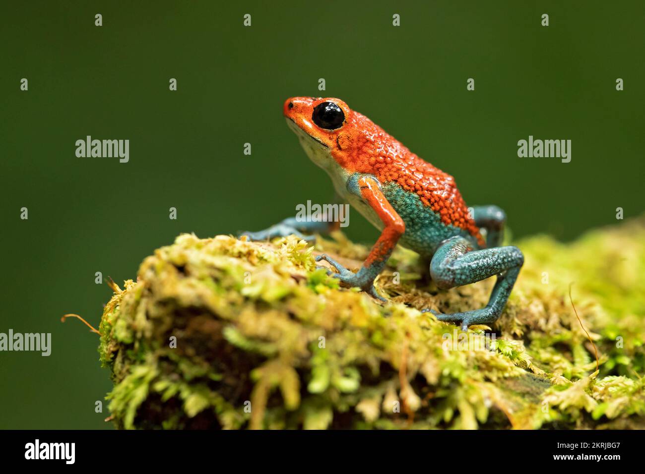 Grenouilles de pluie Banque de photographies et d’images à haute ...