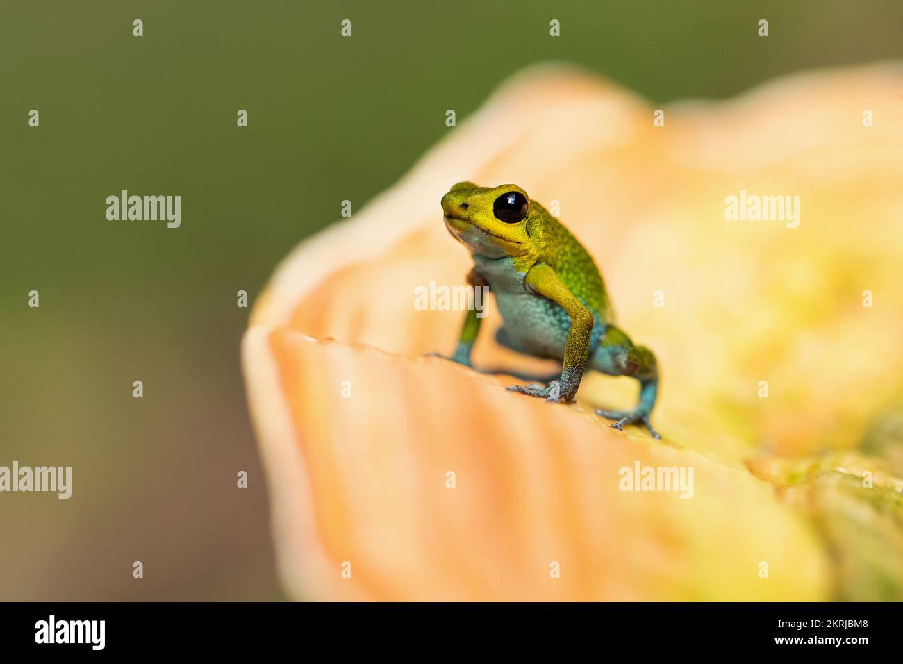 Grenouilles de pluie Banque de photographies et d’images à haute ...