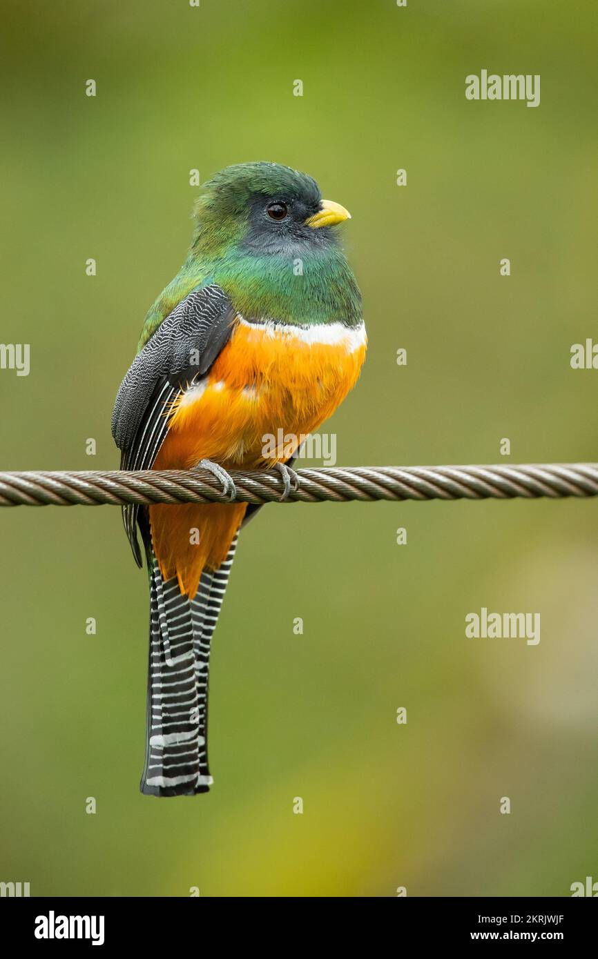 Costa rica trogons Banque de photographies et d’images à haute ...