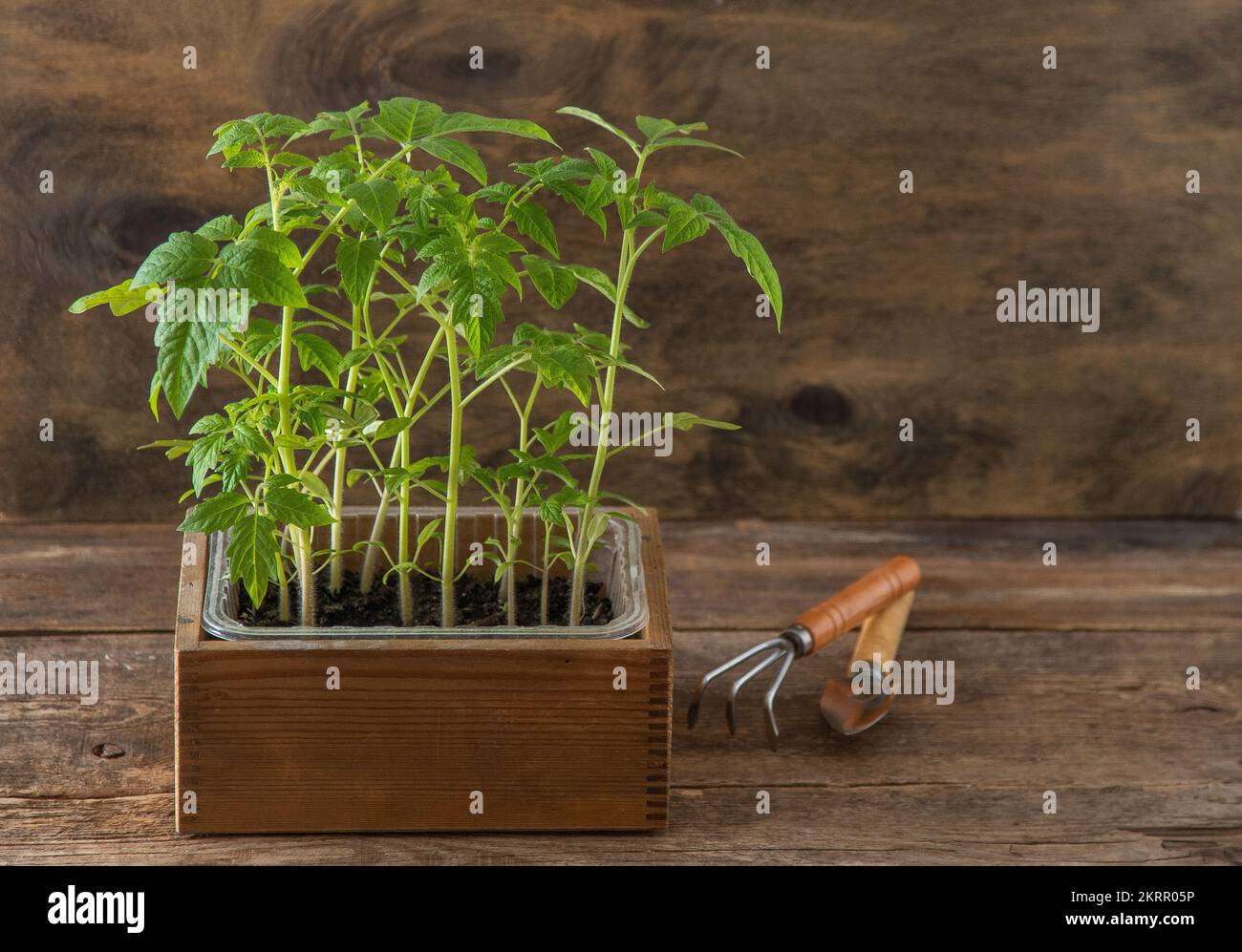 Semis de tomates. Jardinage de printemps. Bush de tomate. Cultivez des ...