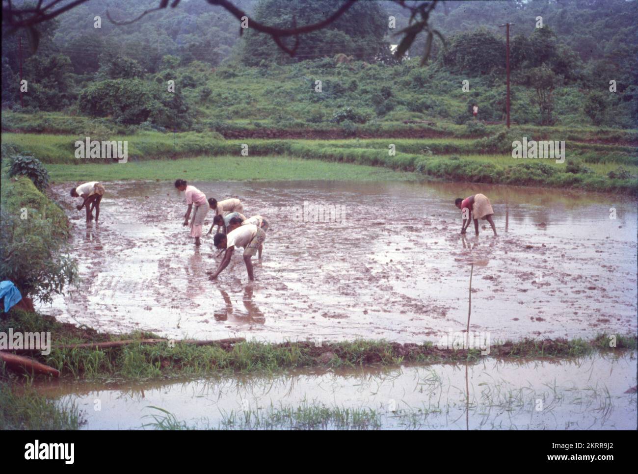 Oryza sativa, communément appelé riz asiatique ou riz indica, est l ...
