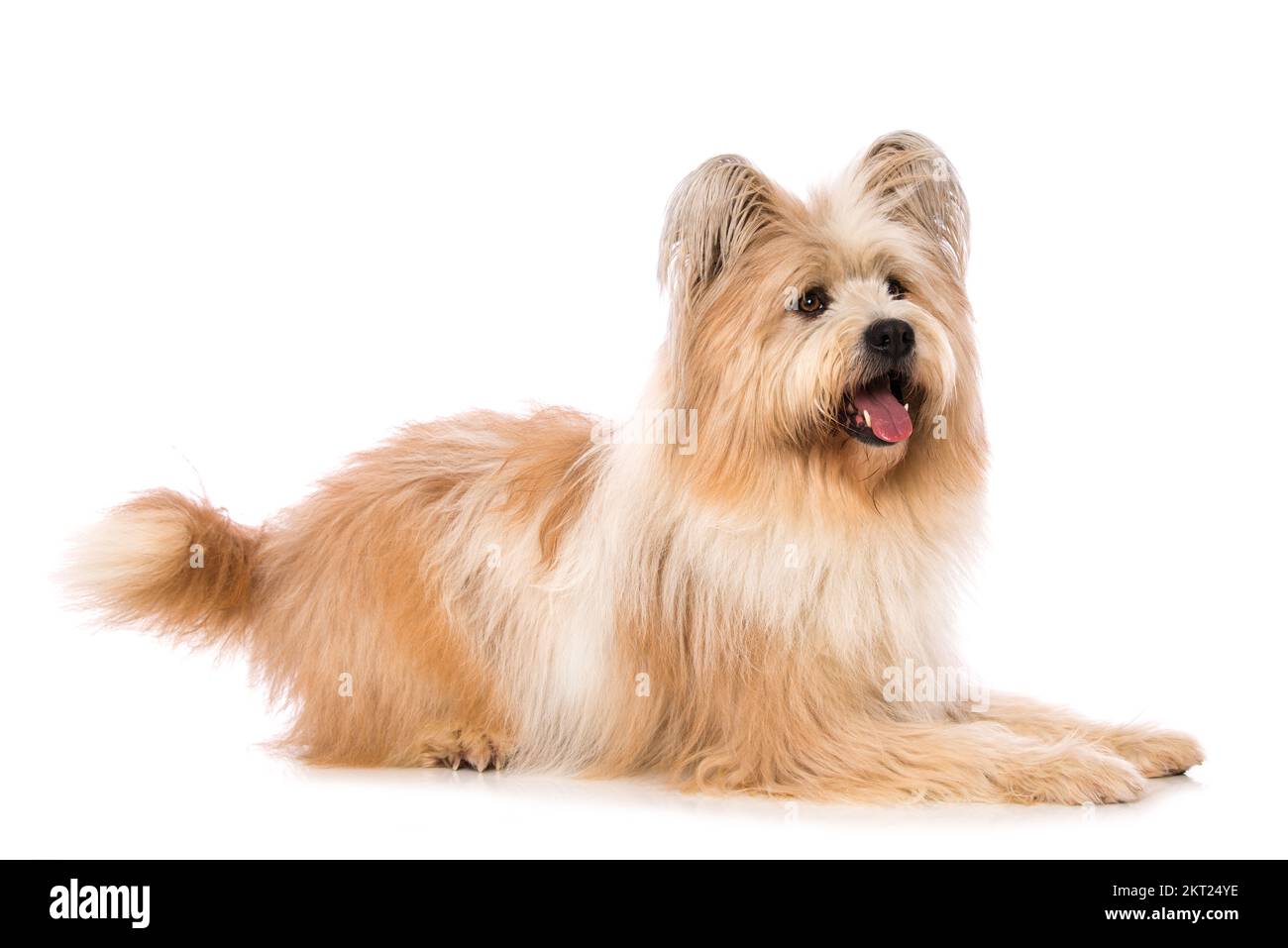 Chien elo Banque de photographies et d’images à haute résolution - Alamy