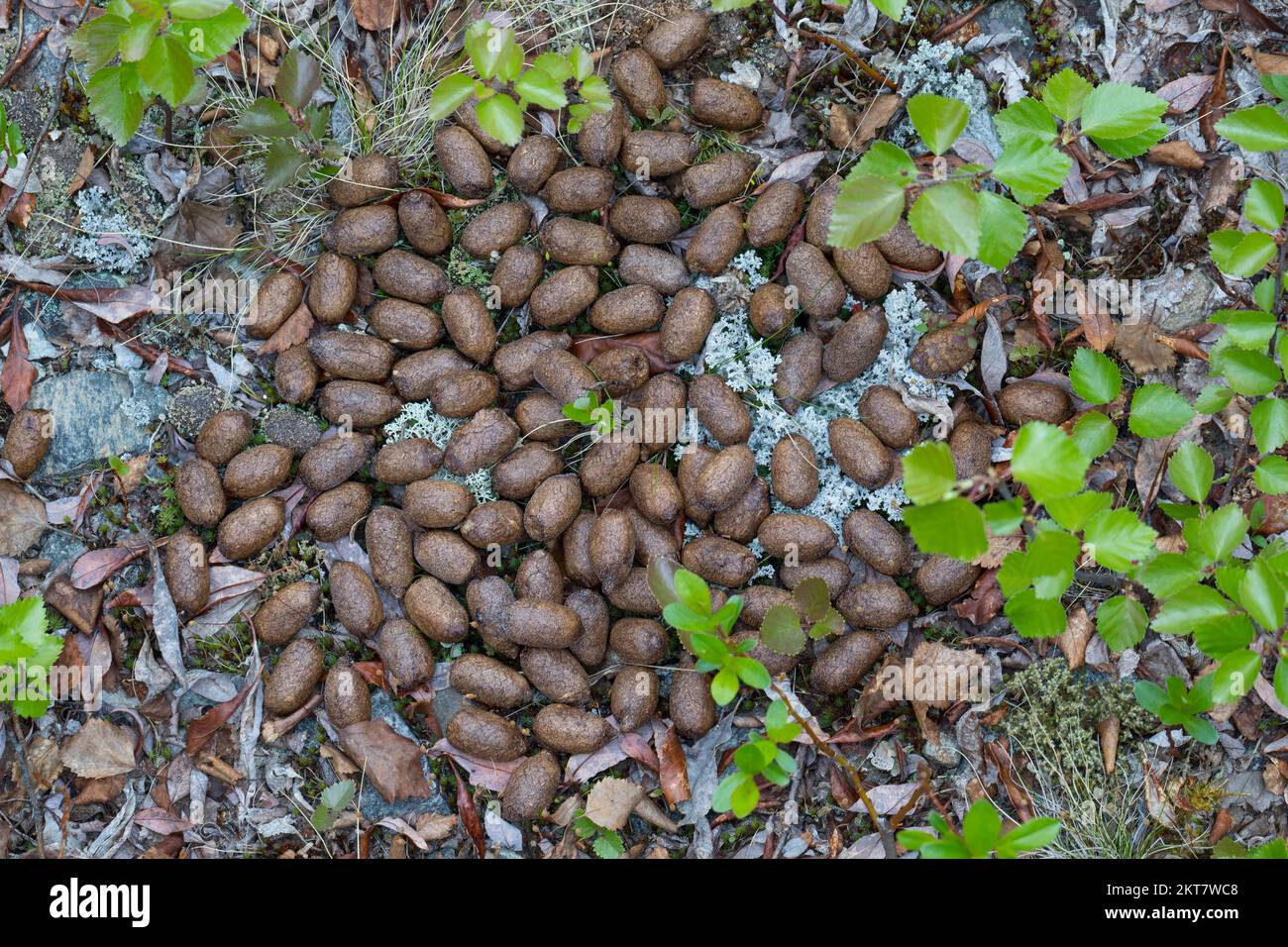 Crottes d'animaux Banque de photographies et d’images à haute ...
