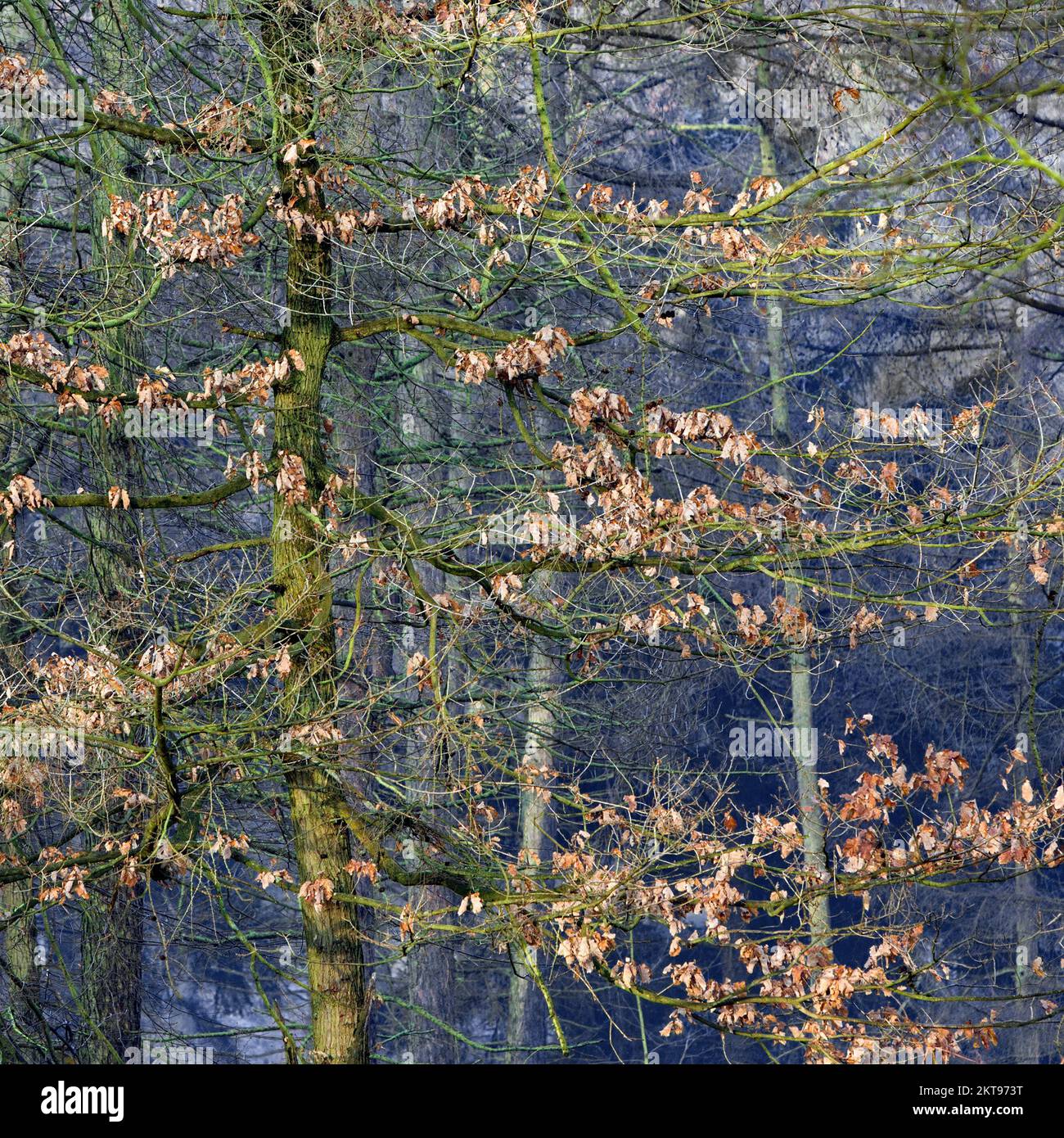 Chêne dans la forêt de pins en hiver sur la zone de Cannock Chase d'une ...