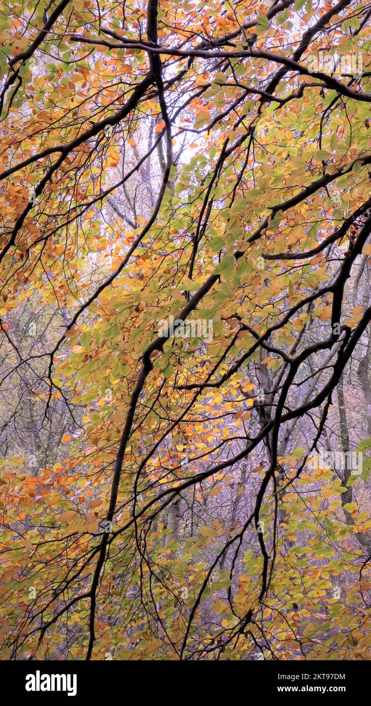 Forêt en automne avec des teintes et des teintes d'arbres de hêtre dans ...