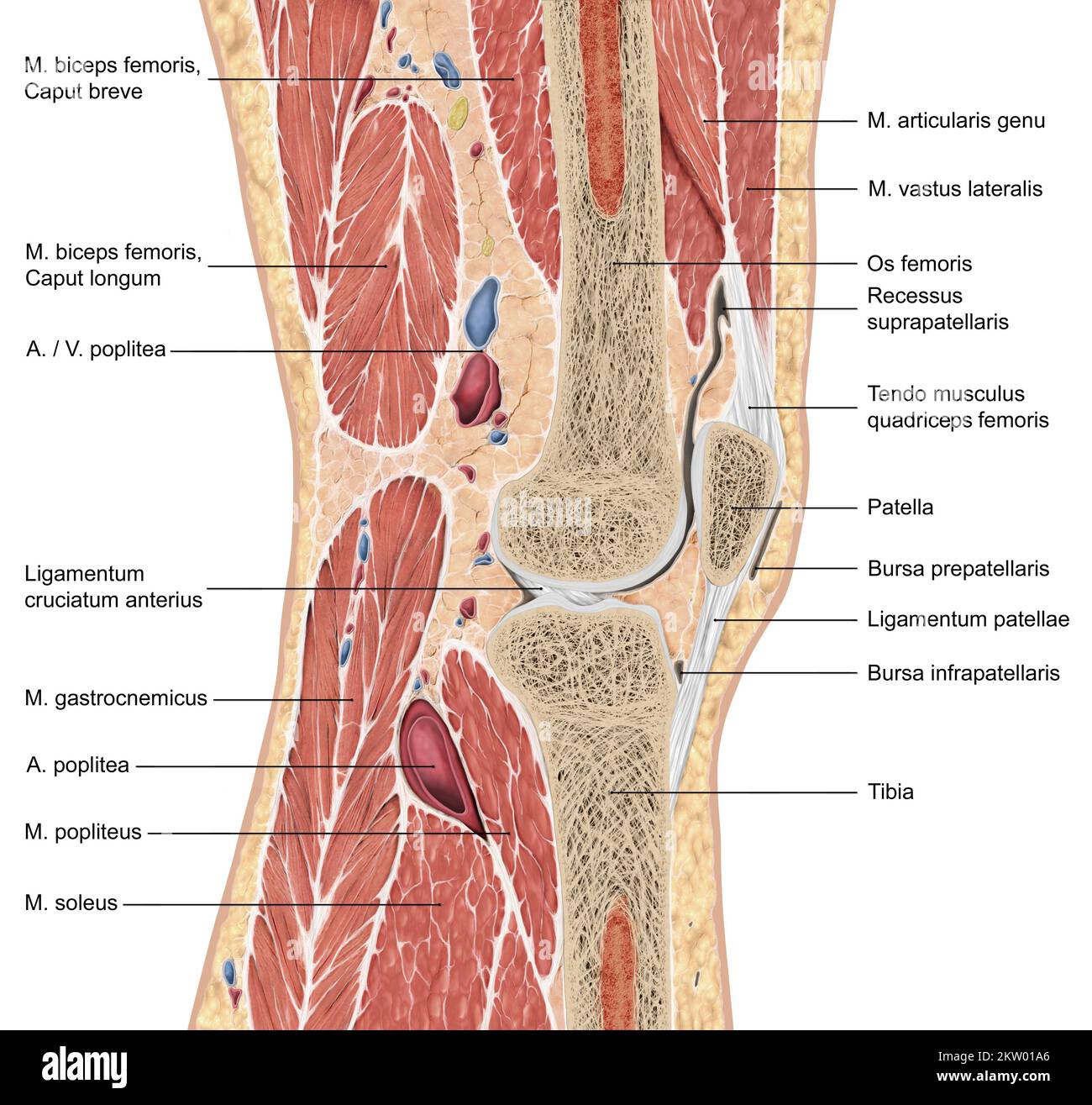 Anatomie du genou humain, illustration Photo Stock - Alamy