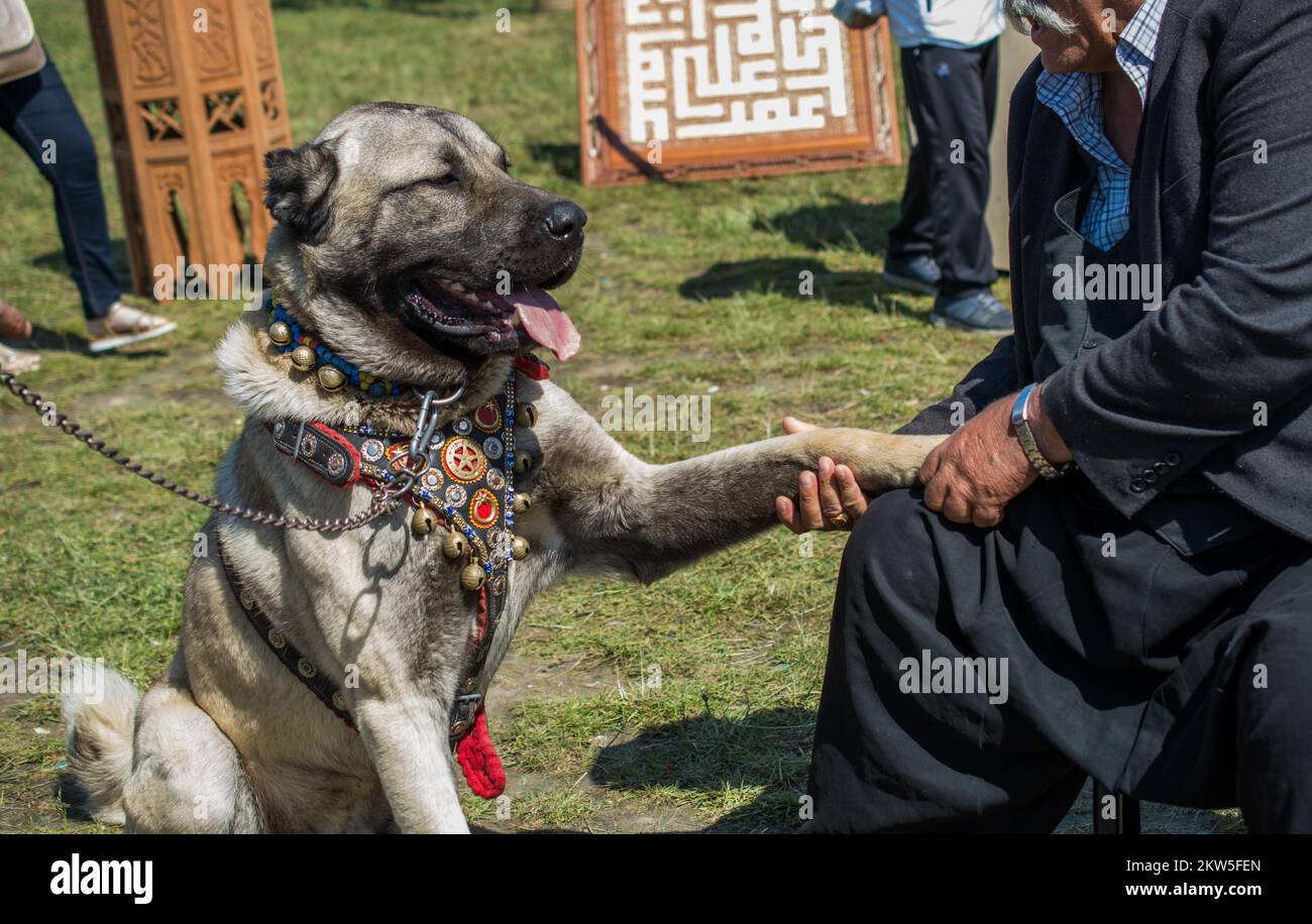 Kangal turc Banque de photographies et d’images à haute résolution - Alamy