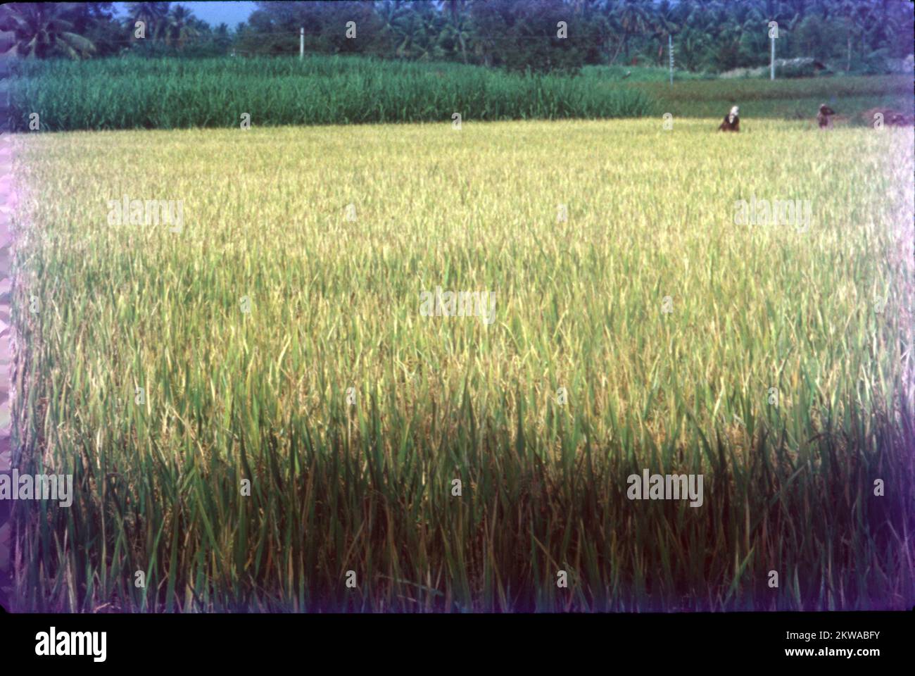 Oryza sativa, communément appelé riz asiatique ou riz indica, est l ...