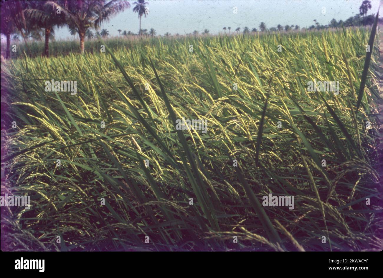 Oryza sativa, communément appelé riz asiatique ou riz indica, est l ...