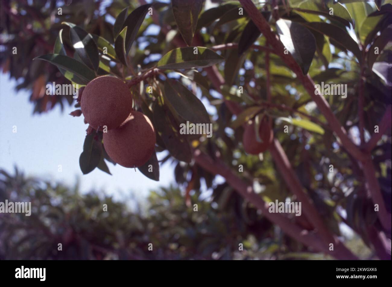 Manilkara zapota, communément connu sous le nom de sapodilla, sapote ...