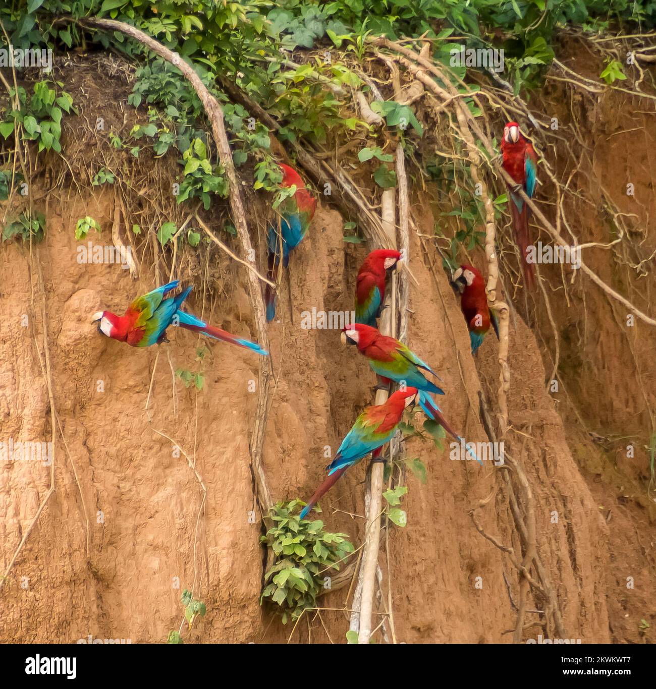 Des aras de scarlet (Ara macao) dans les berges en argile de la jungle ...