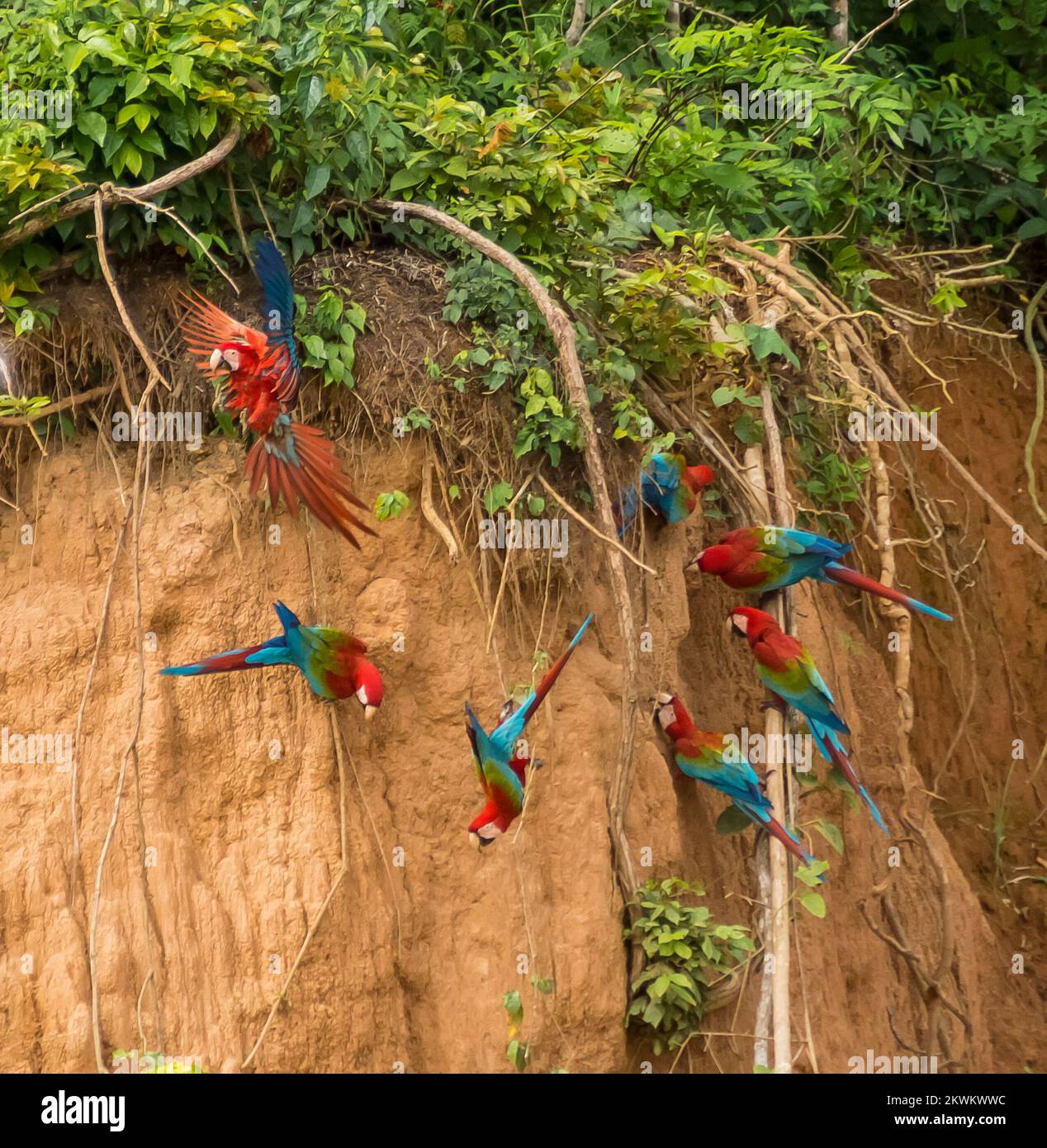 Des aras de scarlet (Ara macao) dans les berges en argile de la jungle ...