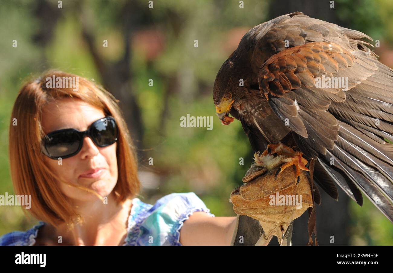 23.08.2013., Sibenska Dubrava - Falconry Centre est situé dans une forêt de pins à Dubrava, à ...