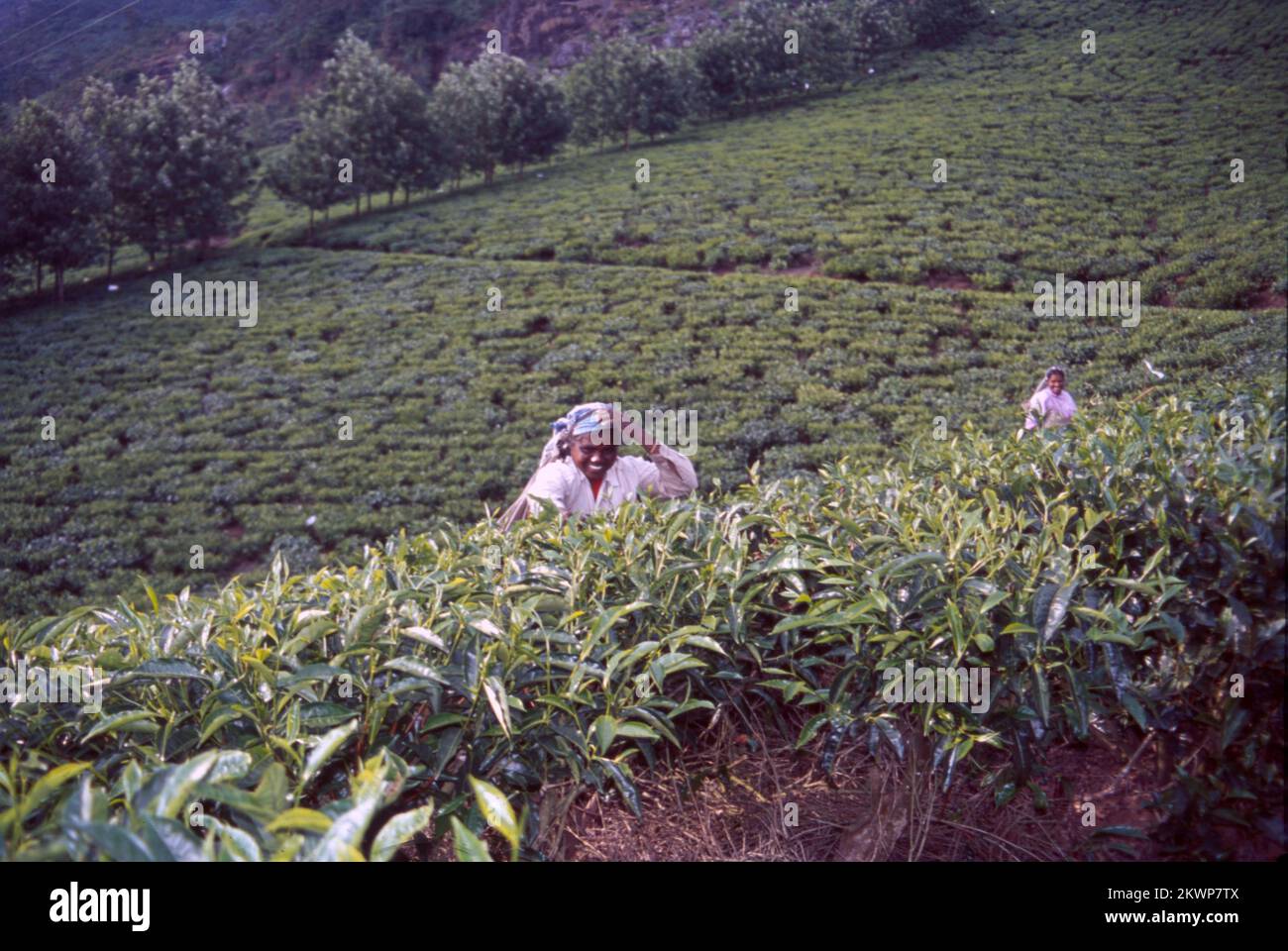 Le jardin du thé et le lac à Munnar, dans l'État du Kerala, sont ...