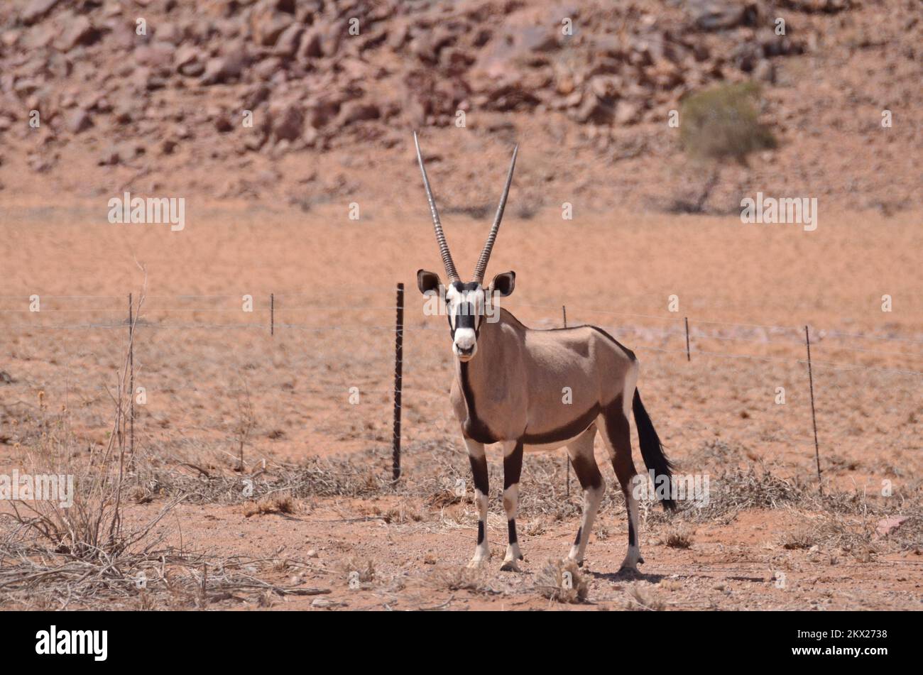 Antilope orix Banque de photographies et d’images à haute résolution ...