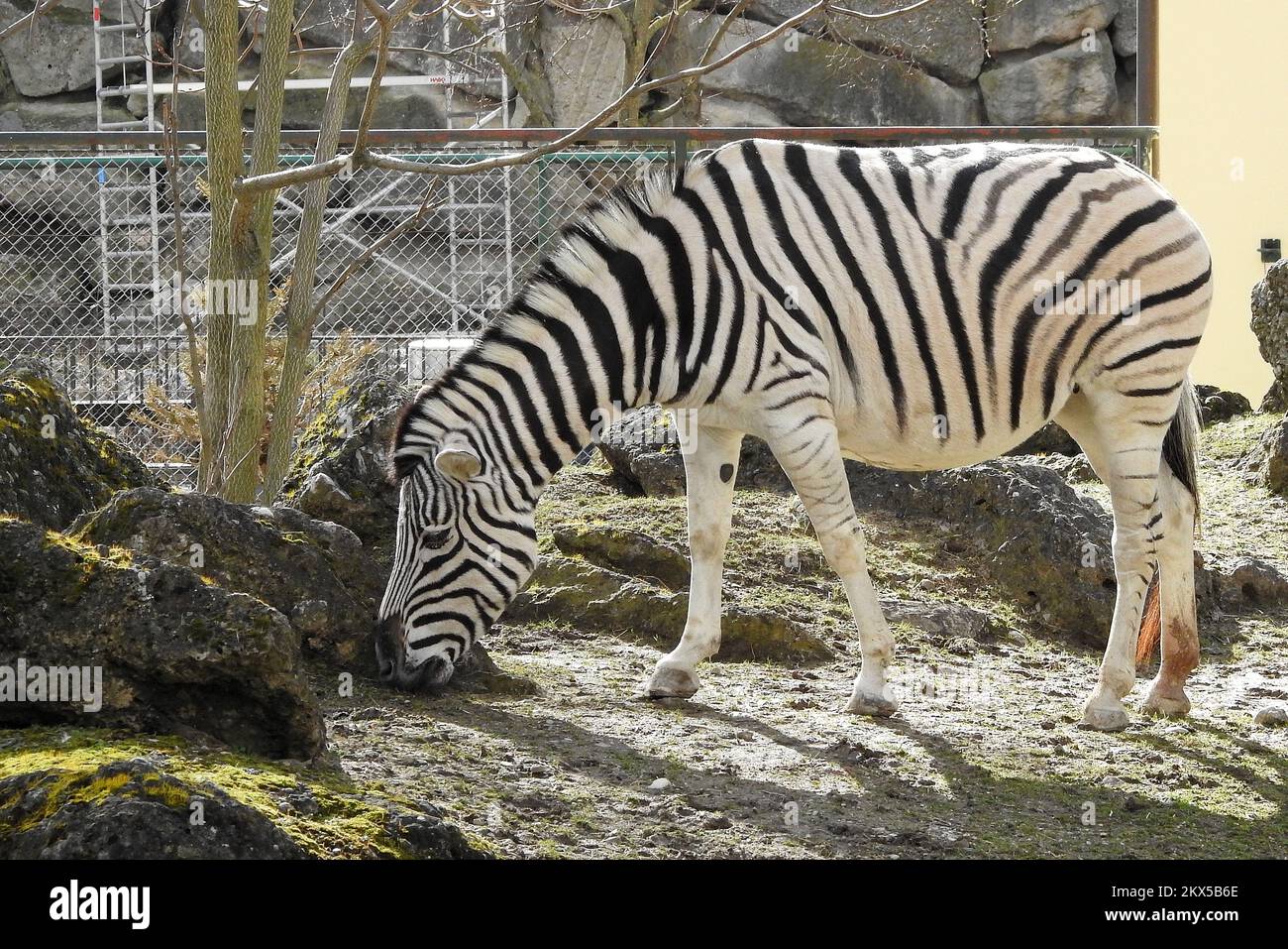 13.03.2018., Vienne, Autriche - Tiergarten Schönbrunn, ou 'Zoo de ...