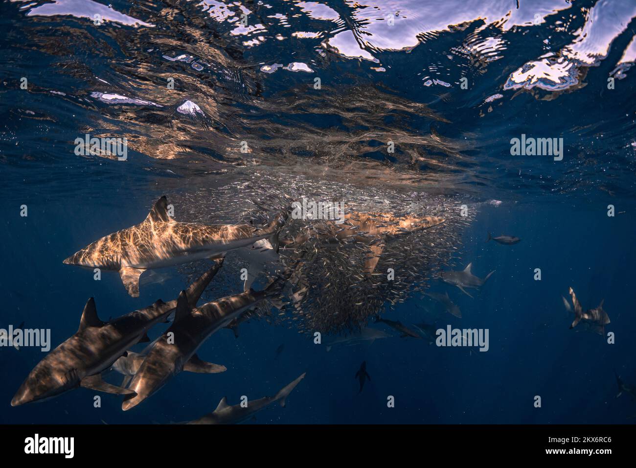 CES IMAGES ÉPOUSTOUFLANTES de 29 novembre ont permis de capturer un ...