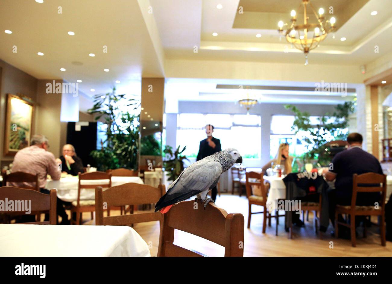 Parrot Koko assis sur une chaise dans le restaurant Torcida, à Sibenik ...