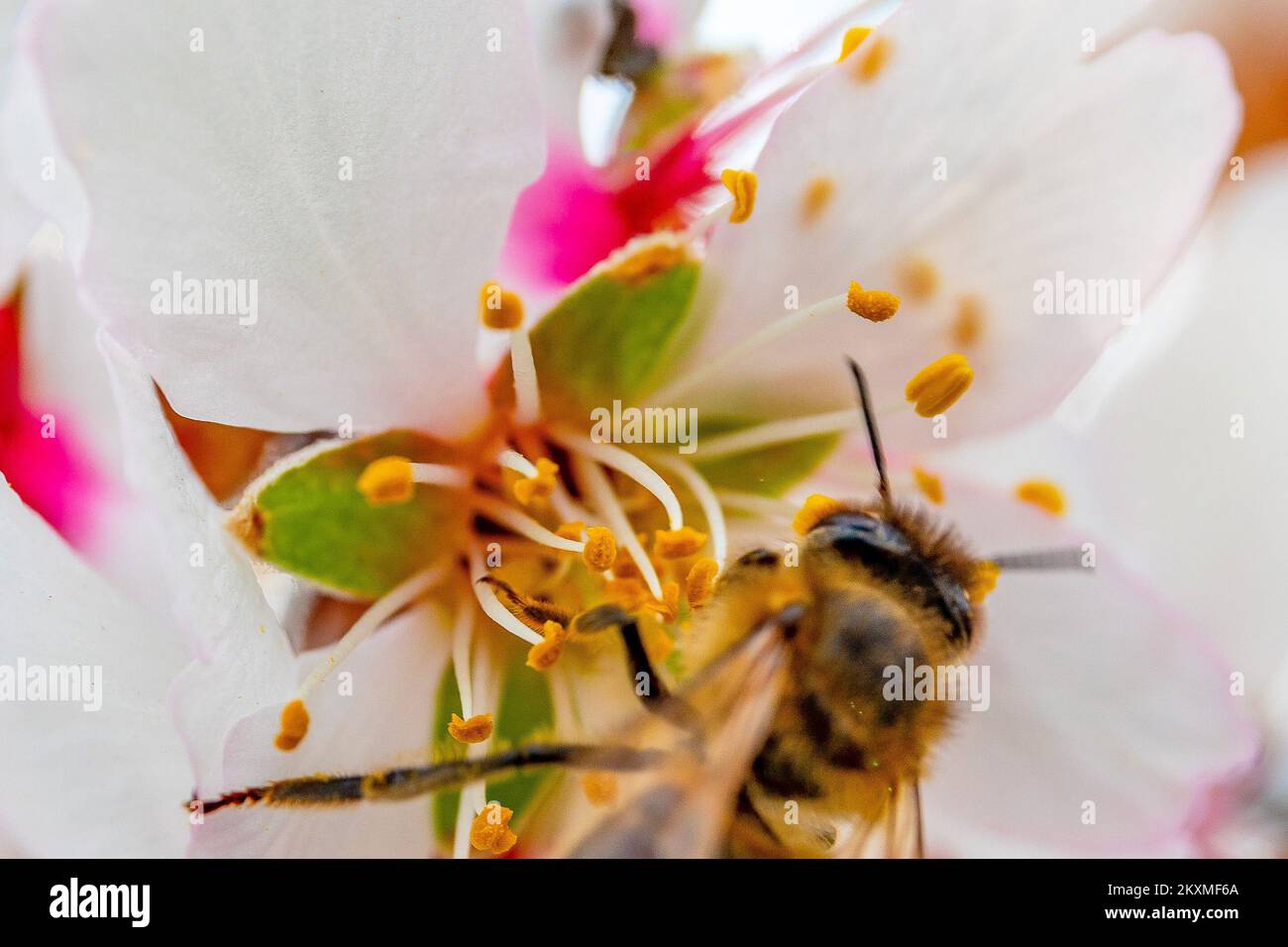 Les photos montrent des abeilles sur les fleurs des arbres fruitiers ...