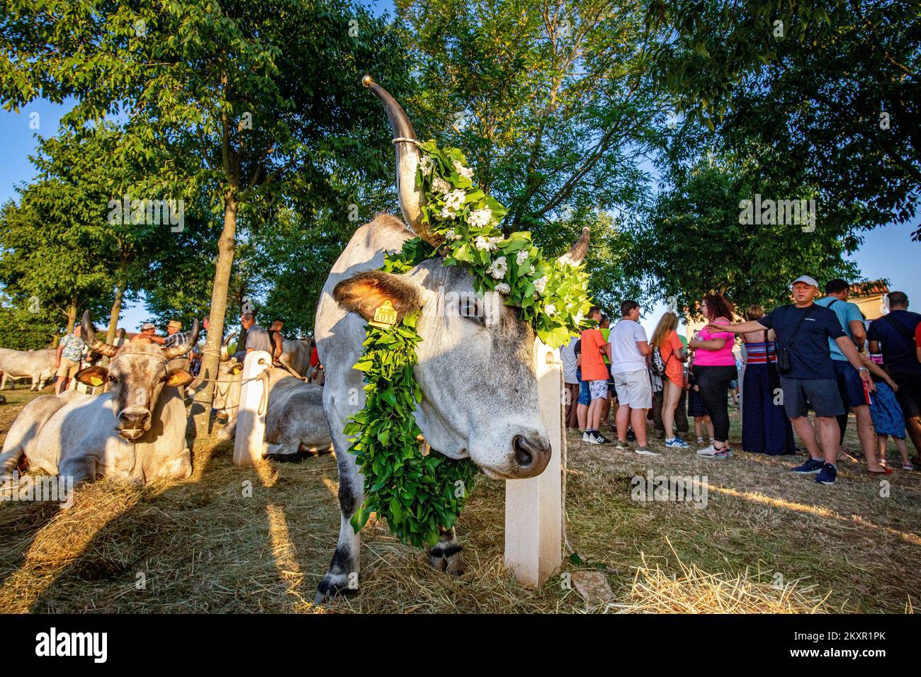31.07.2021., Kanfanar - U parku istarskog vola u Kanfanaru odrzala se ...
