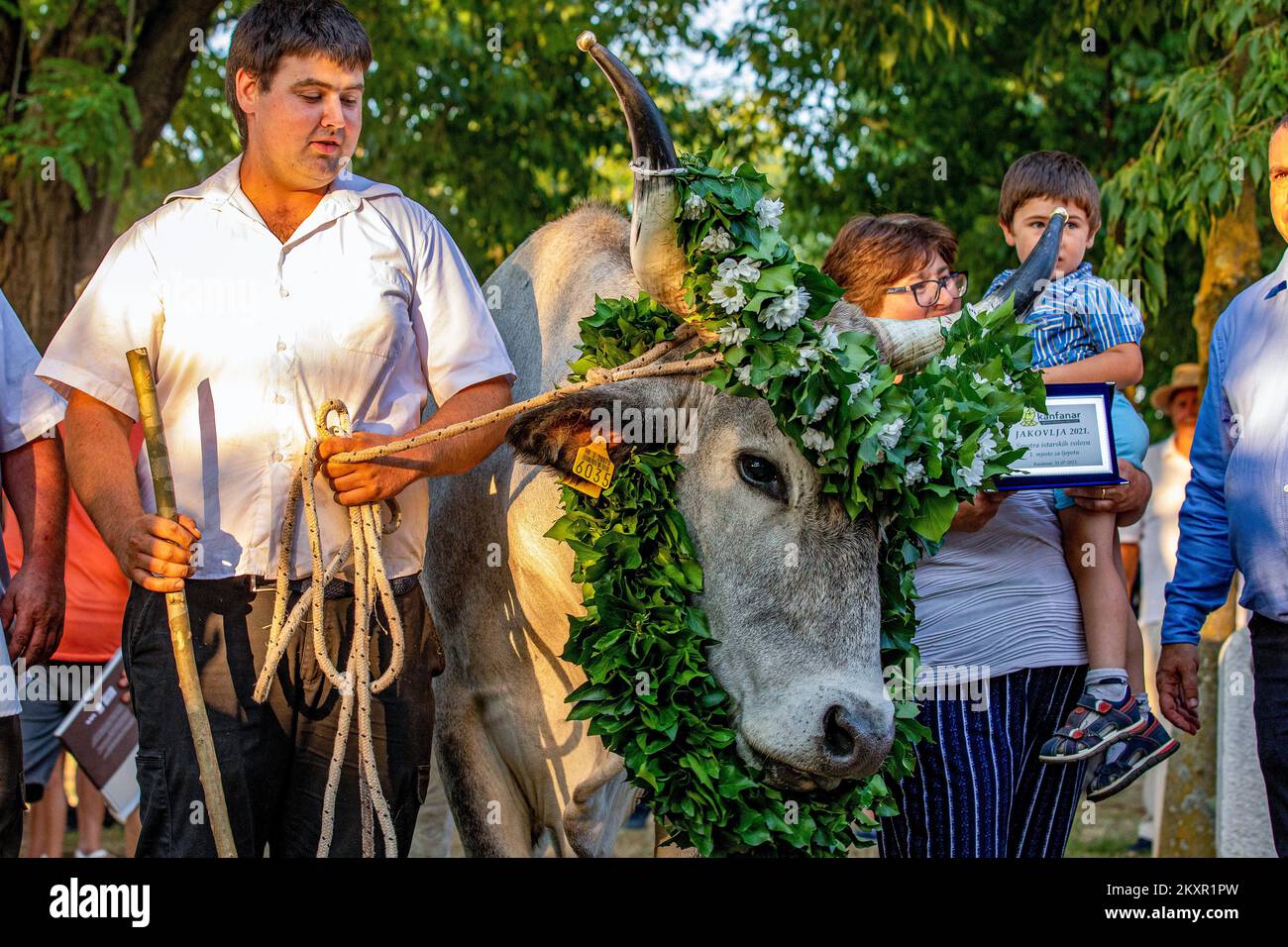 31.07.2021., Kanfanar - U parku istarskog vola u Kanfanaru odrzala se ...
